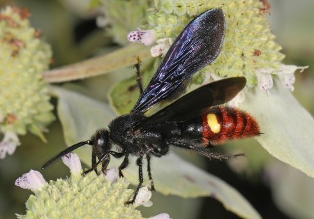 Scolia dubia – Smukwa słońcoplama | Insektarium