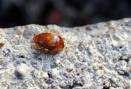 Sericoderus lateralis | Insektarium