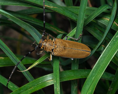 Apriona flavescens | Insektarium