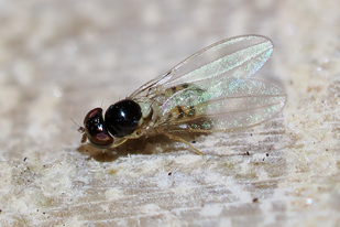 Asteia amoena | Insektarium