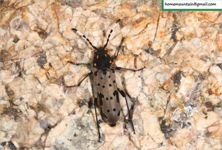 Clytobius davidis | Insektarium