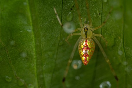 Thwaitesia margaritifera – Magnik lustrzyk | Insektarium