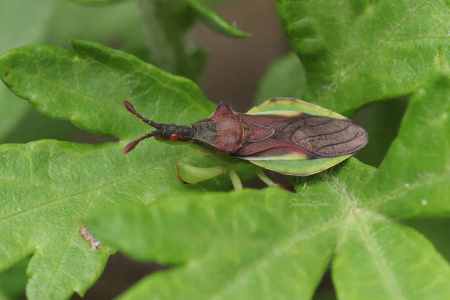 Cnizocoris sinensis – Czatnik długopyski | Insektarium