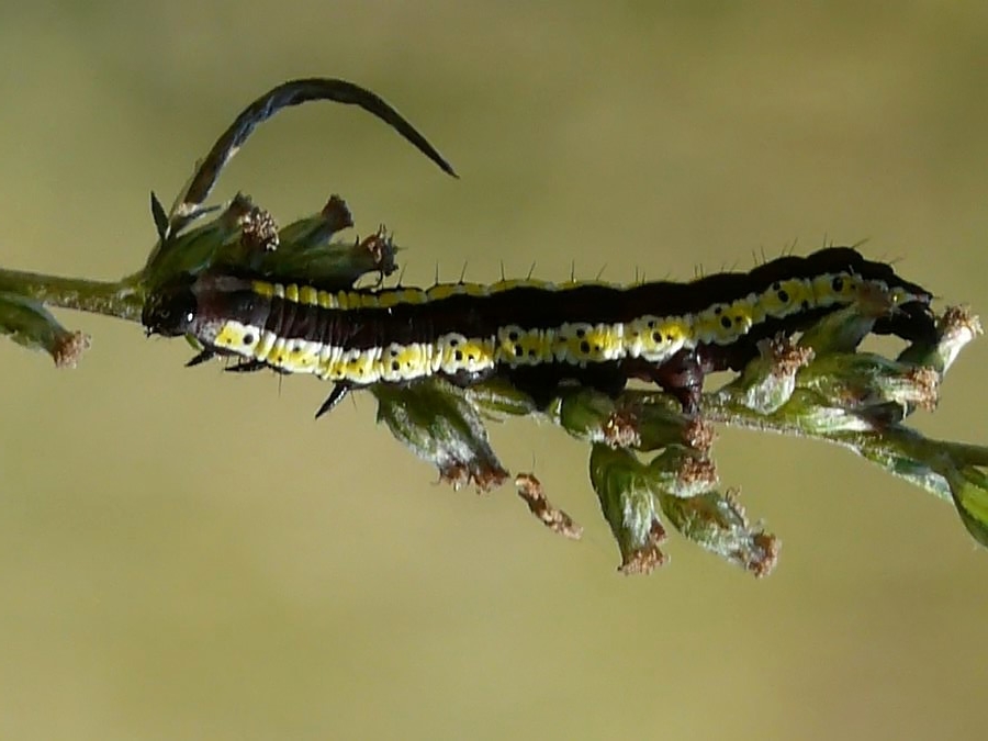 Cucullia lucifuga | Insektarium