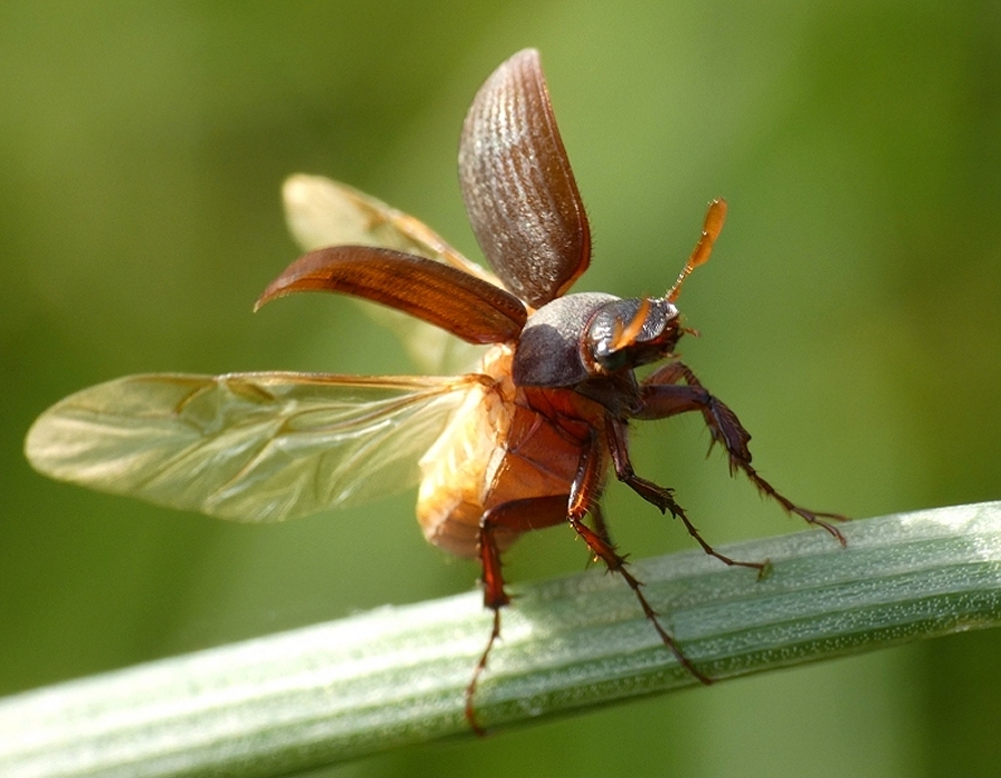Maladera | Insektarium