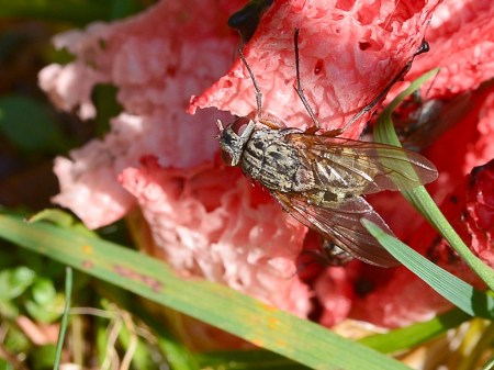 Phaonia errans | Insektarium