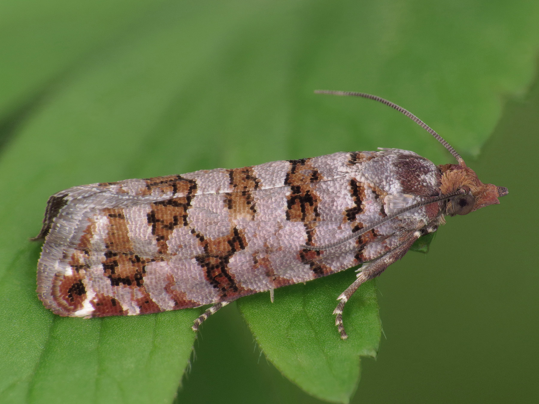 Gravitarmata margarotana | Insektarium