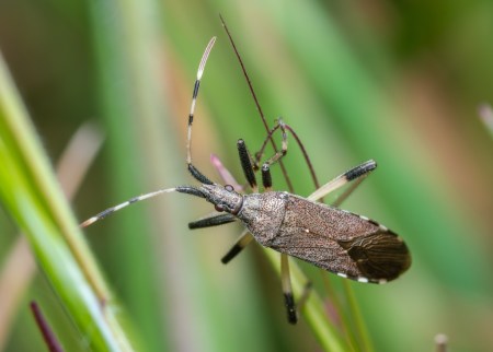 Dicranocephalus albipes | Insektarium