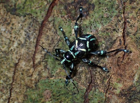 Doliops similis | Insektarium