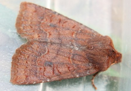 Conistra ligula | Insektarium
