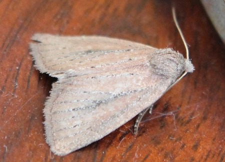 Coenobia rufa | Insektarium