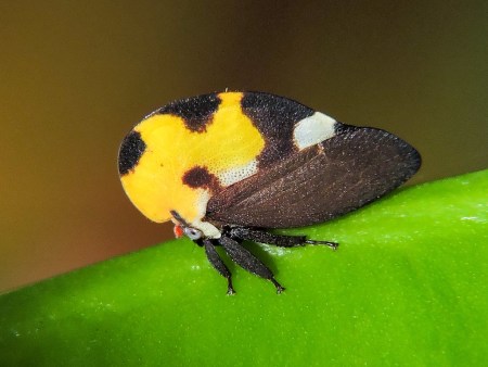 Membracis mexicana – Zgarbka meksykańska | Insektarium