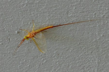 Potamanthus luteus – Wyskór złocisty | Insektarium