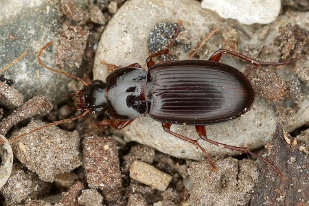 Platyderus rufus | Insektarium