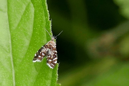 Prochoreutis myllerana | Insektarium