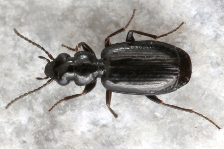 Syntomus truncatellus | Insektarium