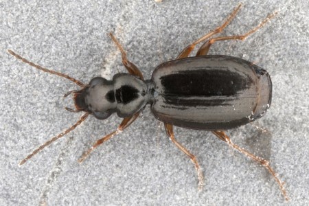 Syntomus pallipes | Insektarium