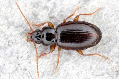 Trechus obtusus – Zwinnik ściółkowiec | Insektarium