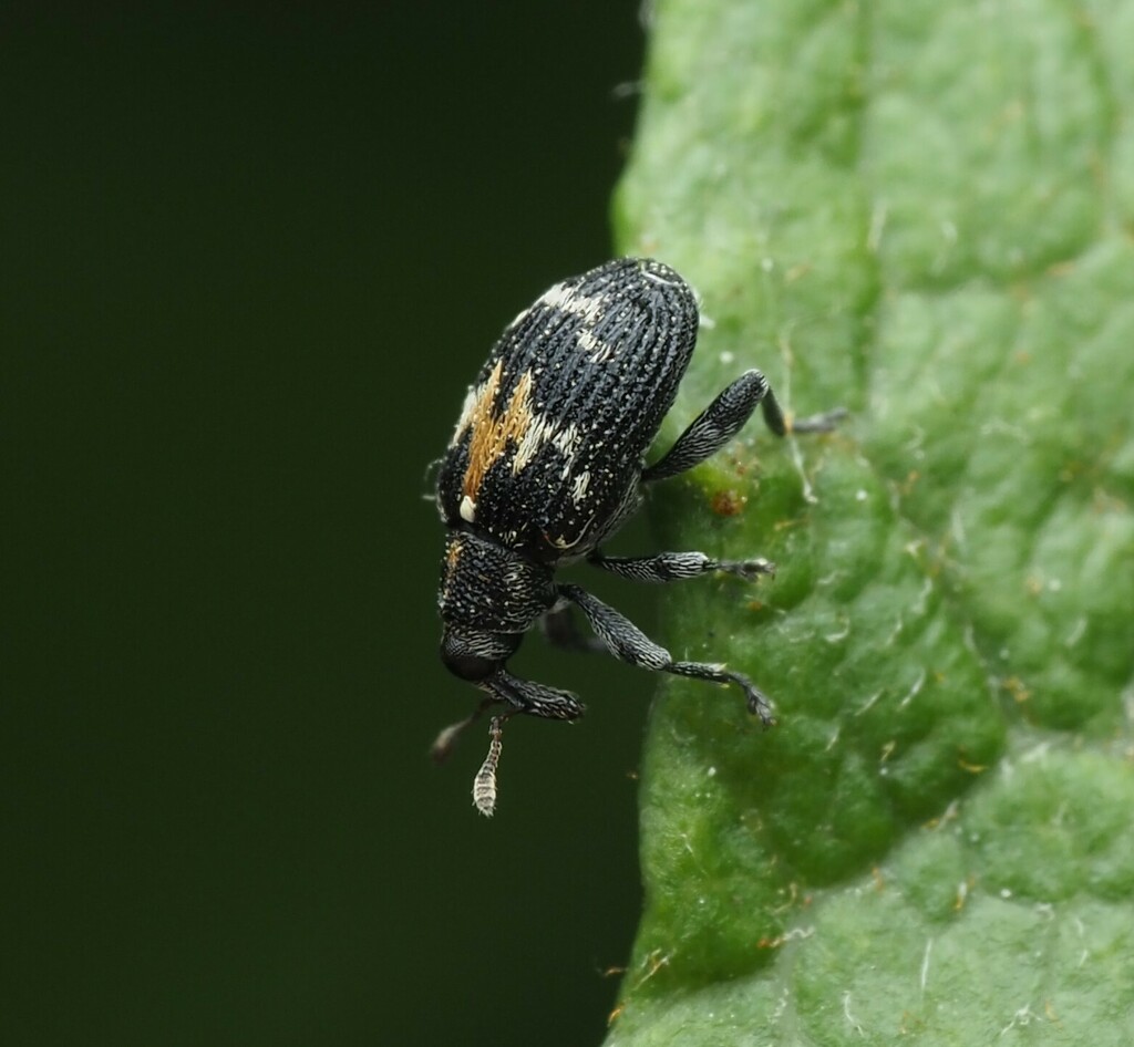 Tachyerges | Insektarium