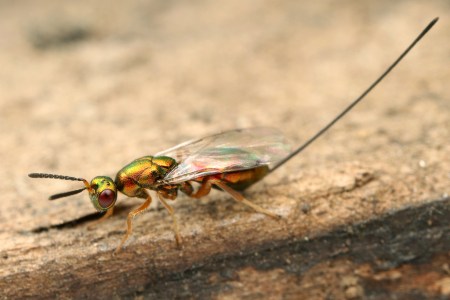 Torymus bedeguaris – Raniszek szypszyniak | Insektarium
