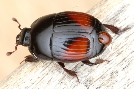 Atholus bimaculatus | Insektarium