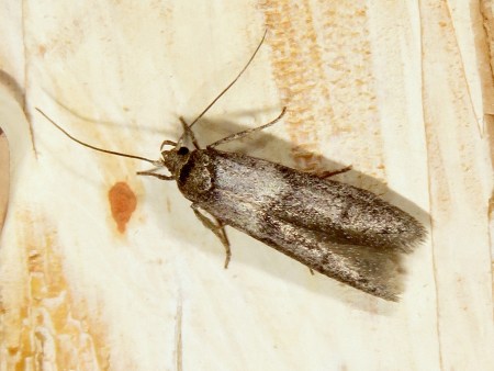 Blastobasidae | Insektarium