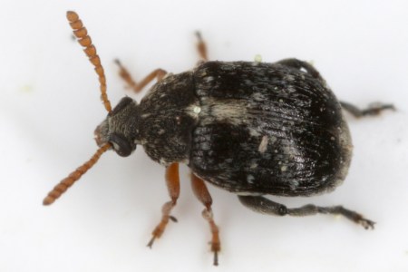 Bruchus luteicornis – Strąkowiec wykowiec | Insektarium