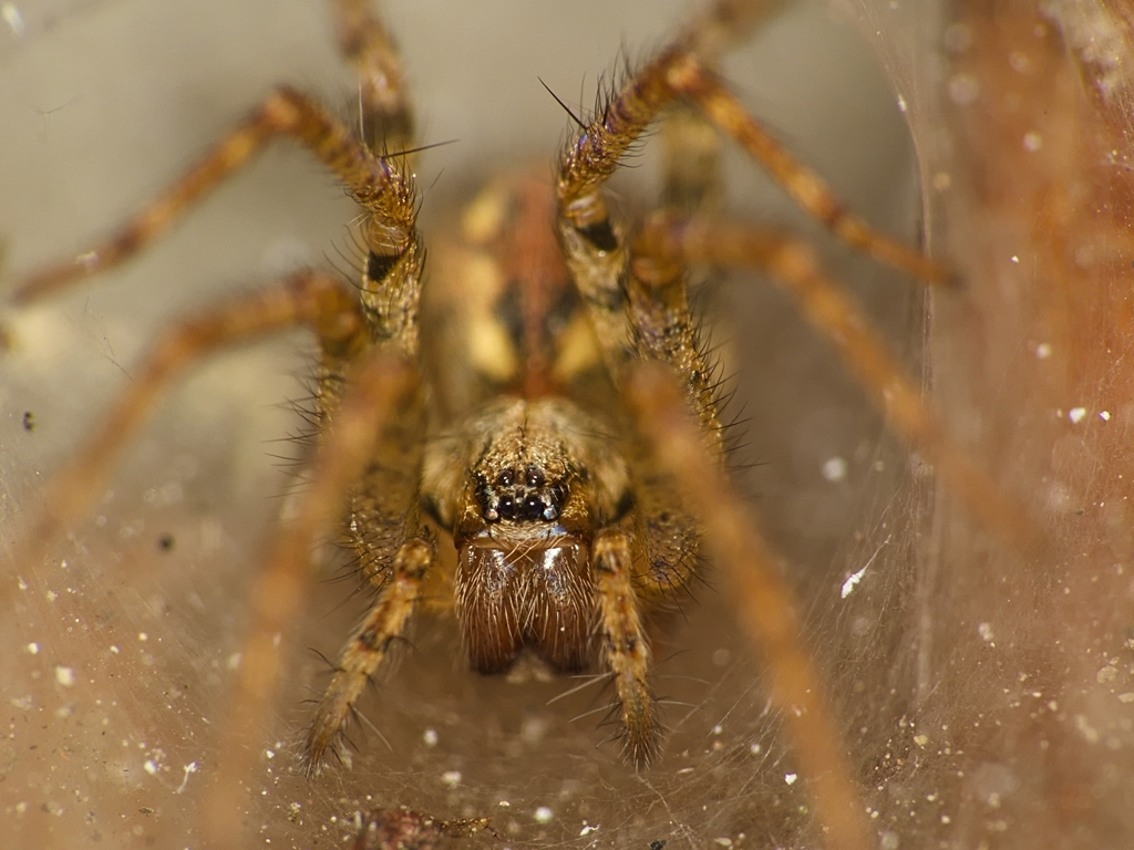 E tarica | Insektarium