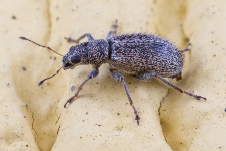 Polydrusus inustus – Obryzg pontyjski | Insektarium