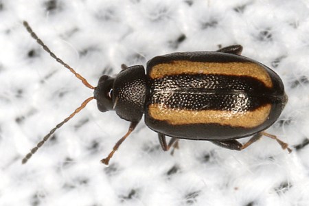 Phyllotreta vittula – Pchełka pasiasta | Insektarium