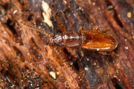 Placonotus testaceus | Insektarium