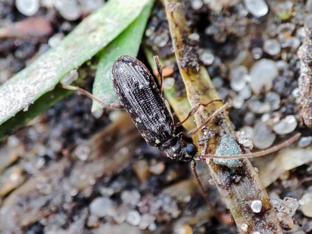 Ptinus coarcticollis | Insektarium