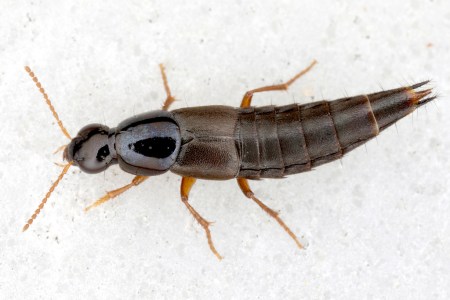 Quedius paradisianus – Marga reglowa | Insektarium