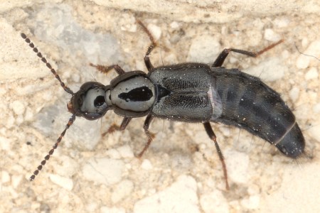 Quedius riparius – Marga długopokrywowa | Insektarium