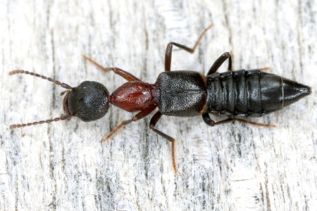Rodzaj Rugilus – Bystrzyk | Insektarium