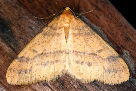 Rodzaj Agriopis – Zimowek | Insektarium