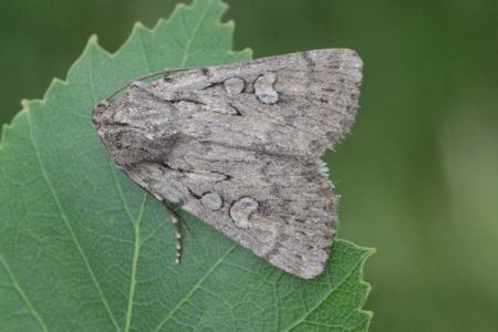 Dichagyris forcipula | Insektarium