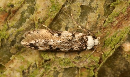 Endrosis sarcitrella | Insektarium