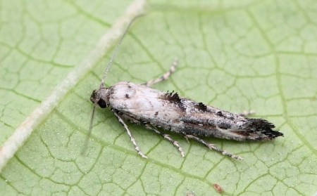 Epermeniidae | Insektarium