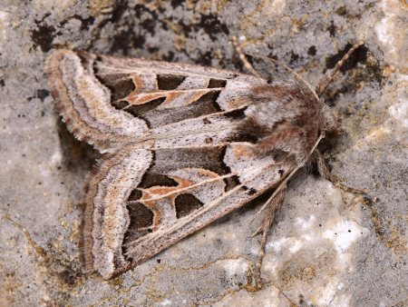 Episema glaucina | Insektarium
