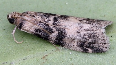 Euzophera pinguis | Insektarium