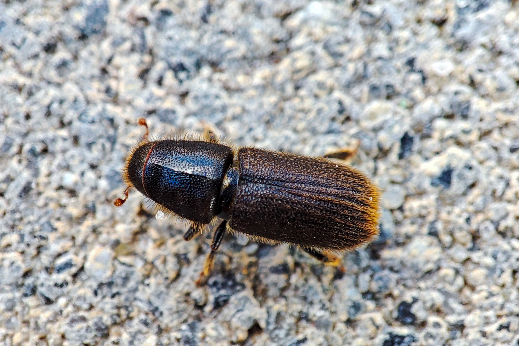 H.ligniperda | Insektarium