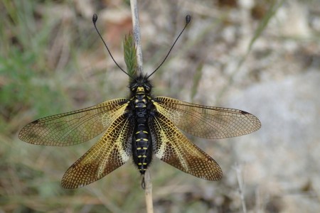 Libelloides hispanicus – Żupałek iberyjski | Insektarium