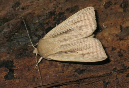 Mythimna straminea | Insektarium