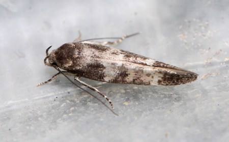 Mompha subbistrigella | Insektarium