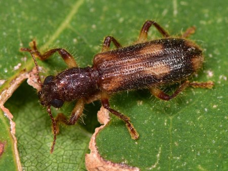 Opilo domesticus – Pasterek domowy | Insektarium