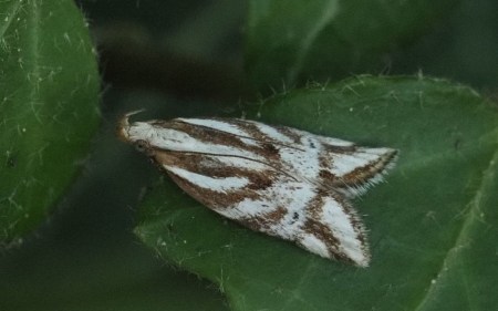 Orophia denisella | Insektarium