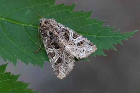 Sideridis rivularis – Ponocnica wyżpinówka | Insektarium