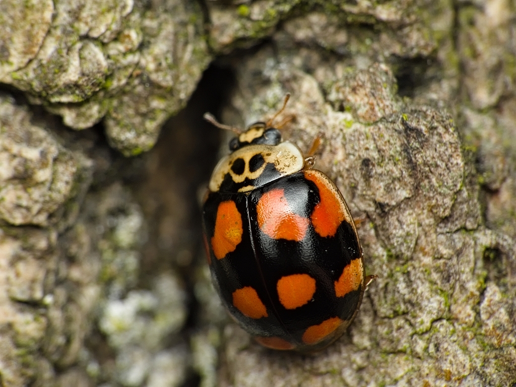 Adalia decempunctata | Insektarium