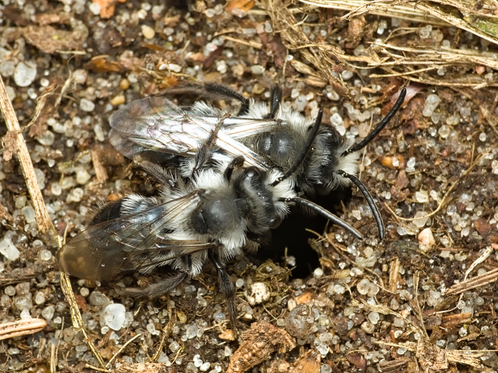 Andrena vaga | Insektarium